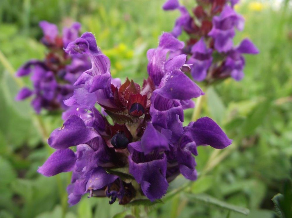 Große Brunelle | Schwäbischer Albverein | Ortsgruppe Geislingen/Zollern